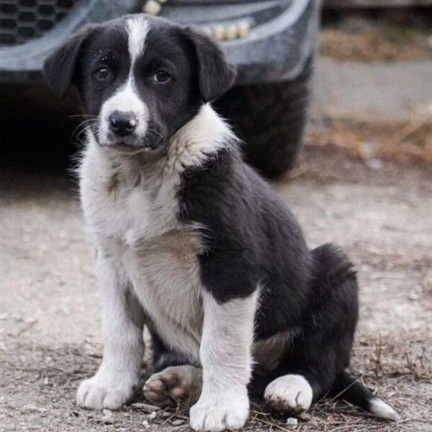 Щенок девочка замерзает на улице