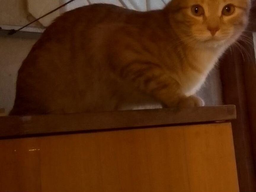 Отдаю котенка в добрые руки