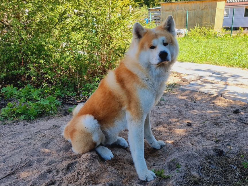 Акита ину вязка