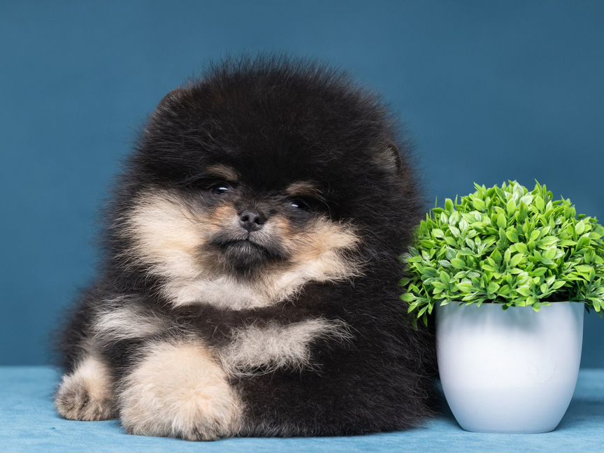 Померанский шпиц