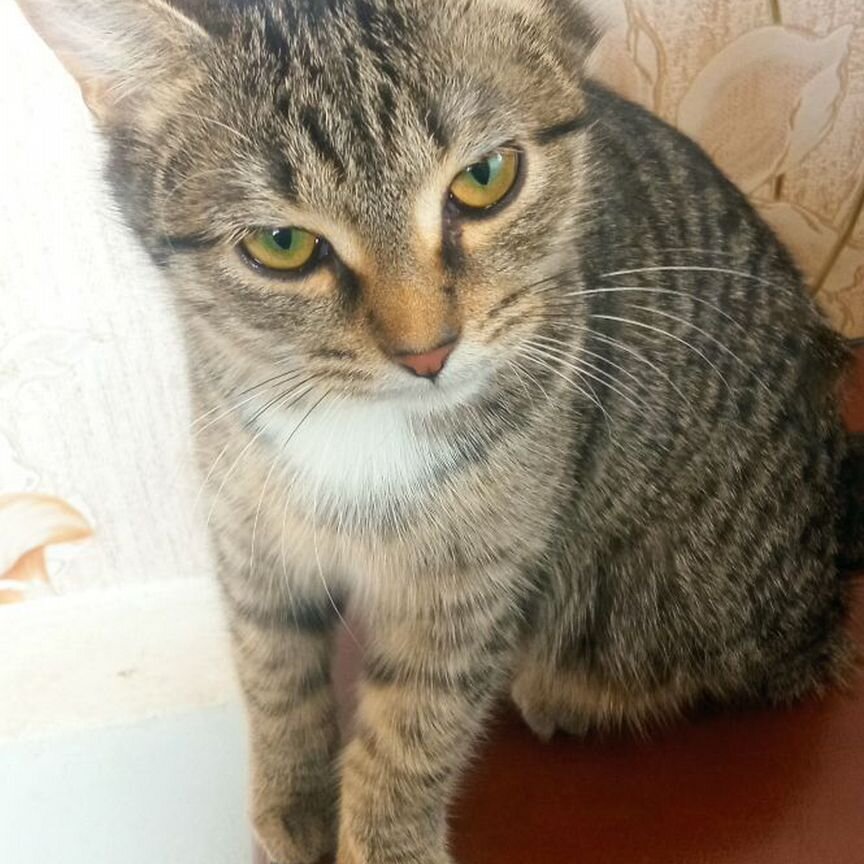 Очень хорошенькая кошечка