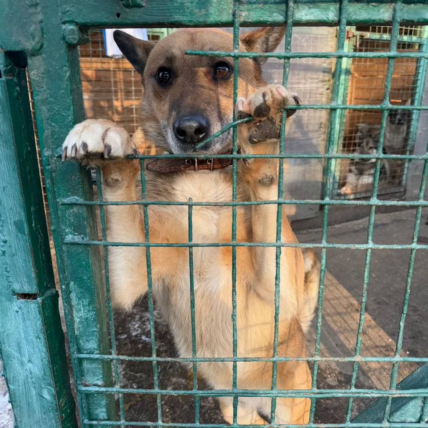 Собака попала в приют