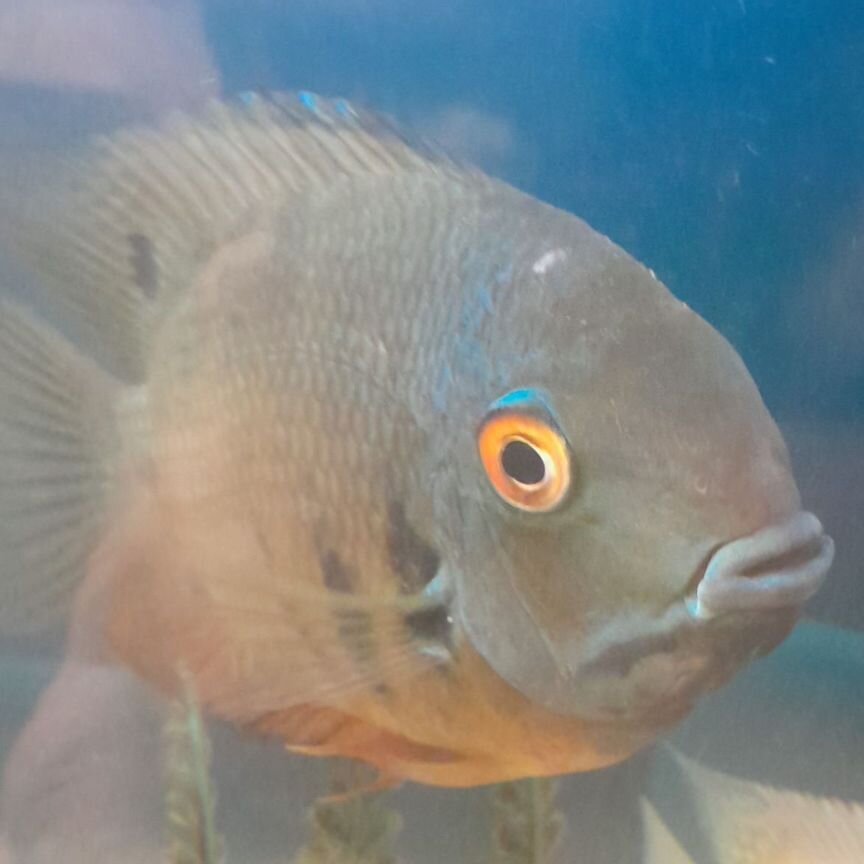 Северум синий