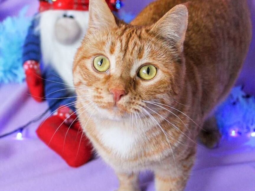 Рыжая кошечка Дафна в добрые руки