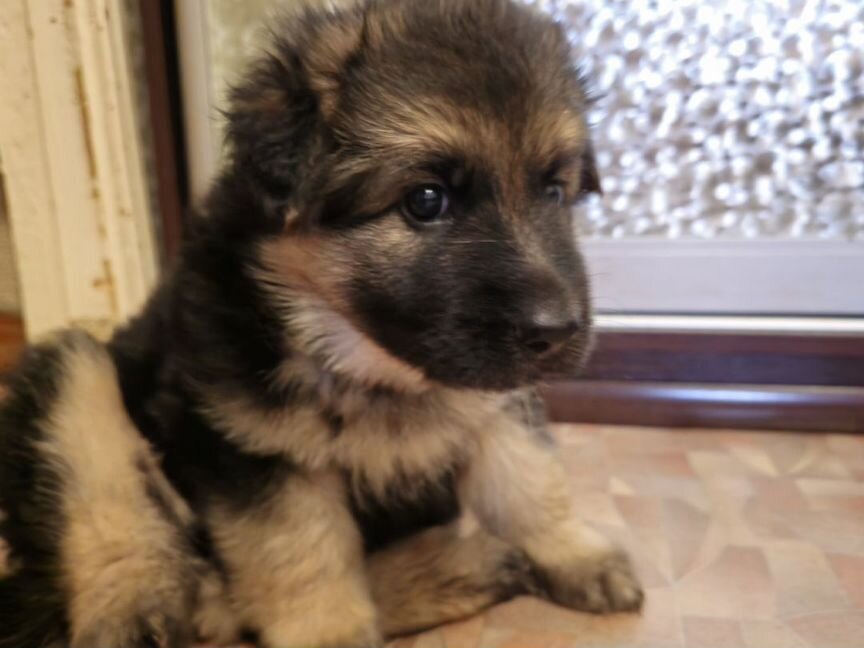 Собаки щенки немецкая овчарка