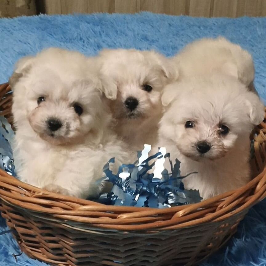 Бишон фризе, щенок