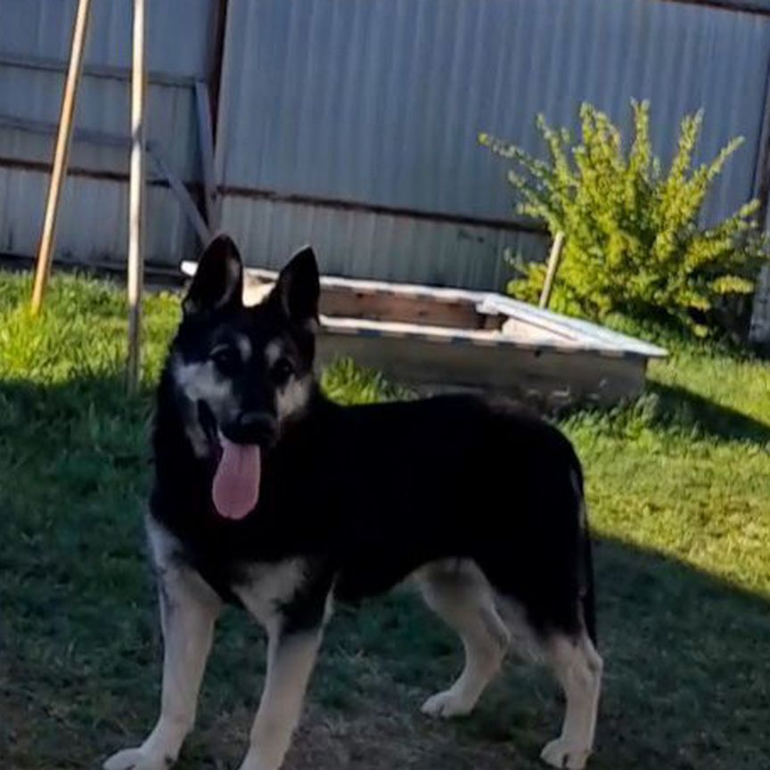 Восточноевропейская овчарка, взрослая собака