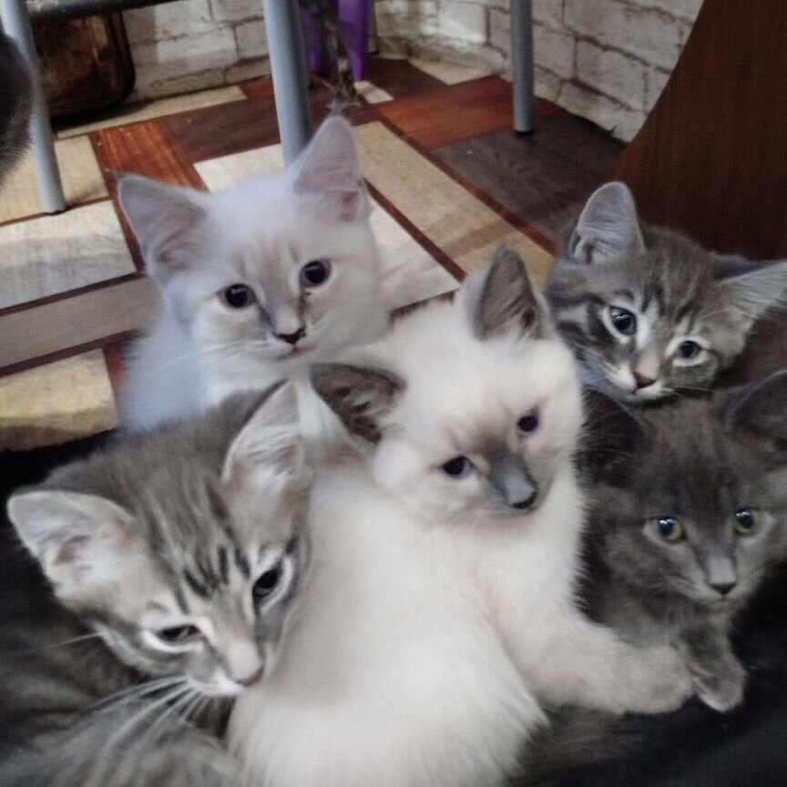 Котёнок в добрые руки