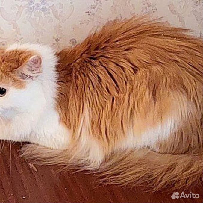 Рыжая кошка Алиса