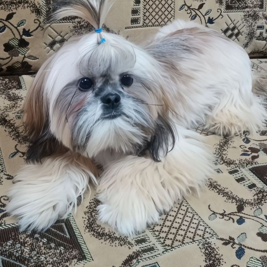 Ши-тцу, щенок