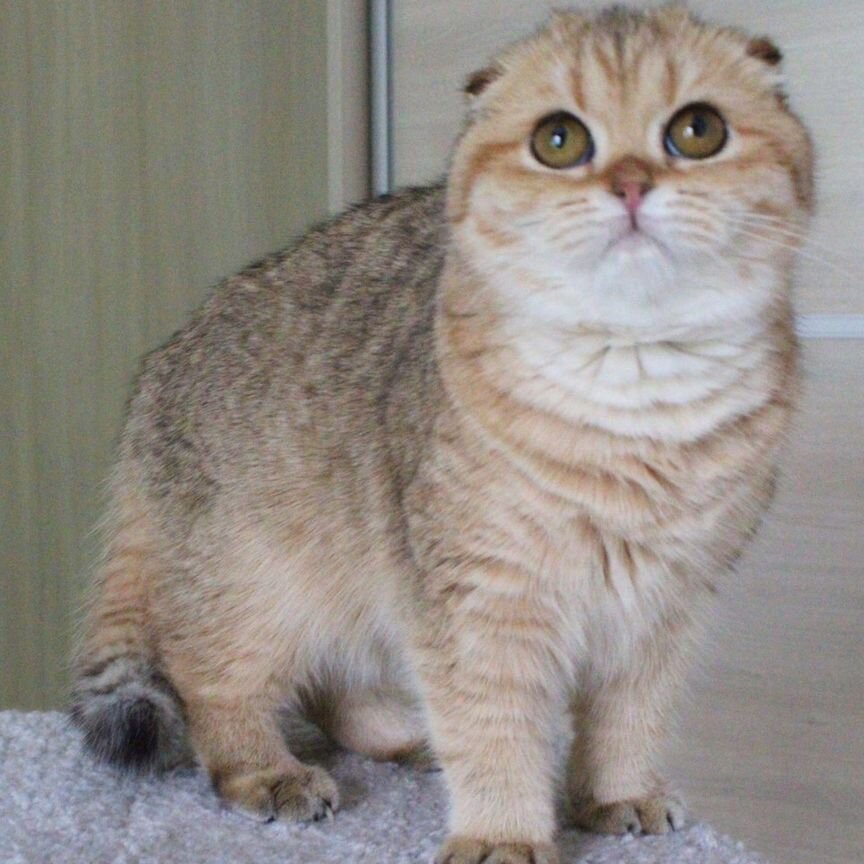 Шотландская вислоухая короткошёрстная, взрослая кошка