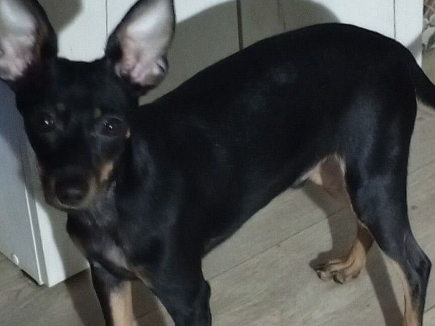 Ищем девочку той-терьера для вязки