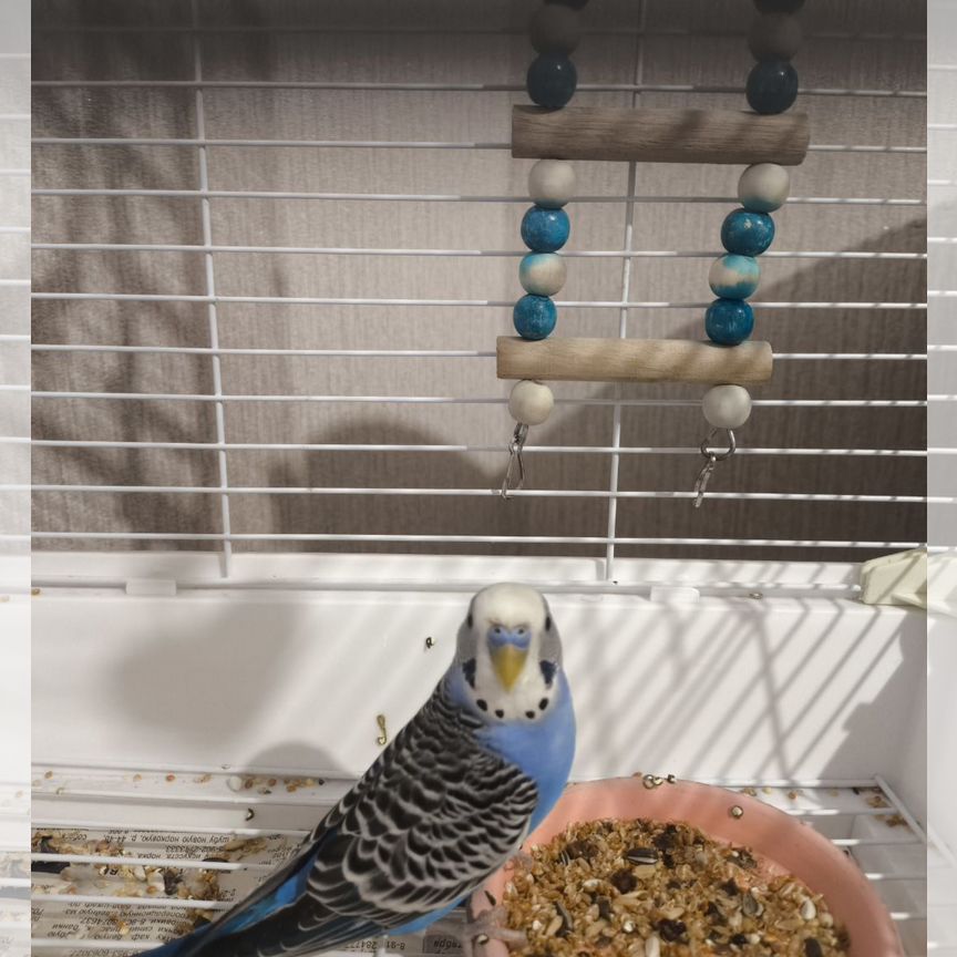 Волнистый попугай