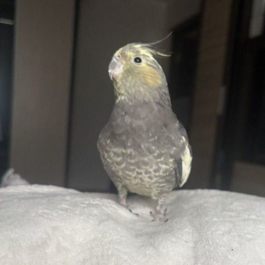 Попугай корелла с клеткой