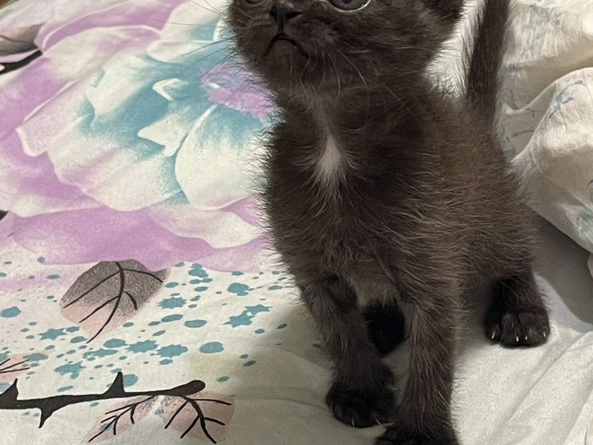 Котенок ищет дом