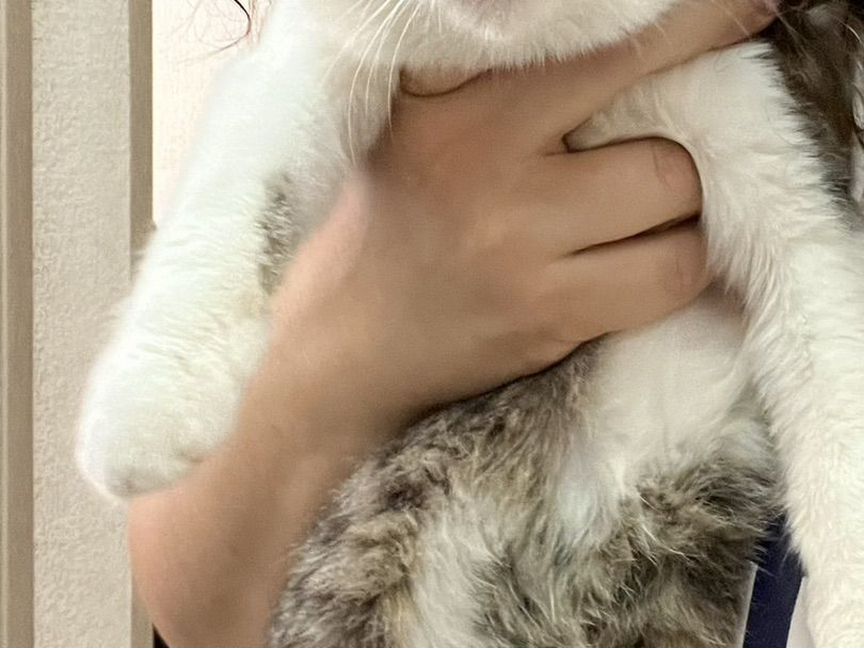 Котенок в добрые руки
