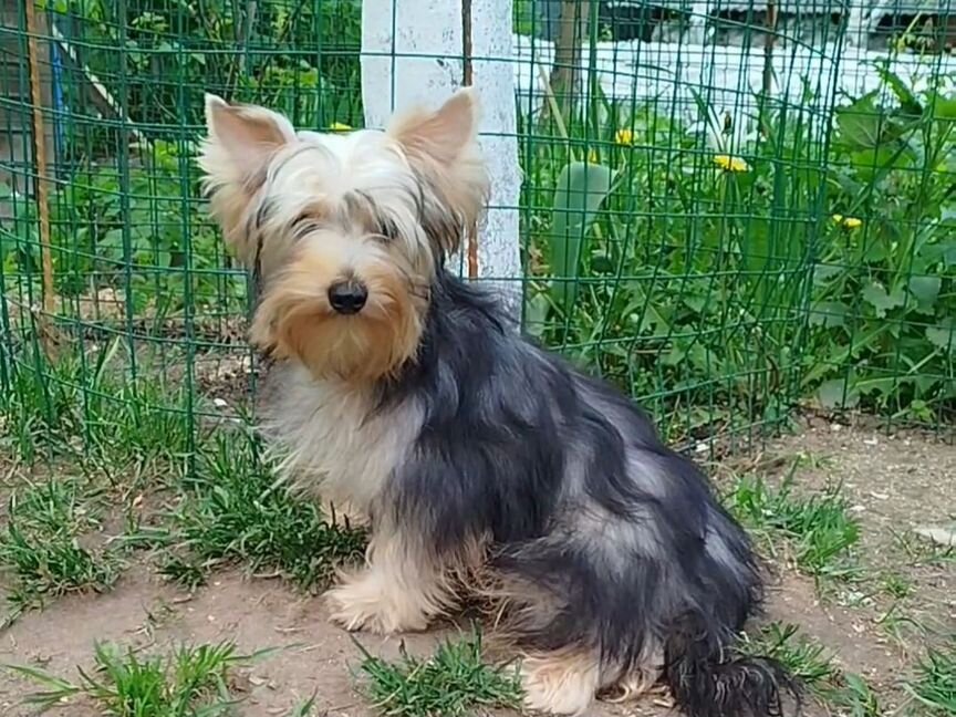 Йоркширский терьер Мальчик