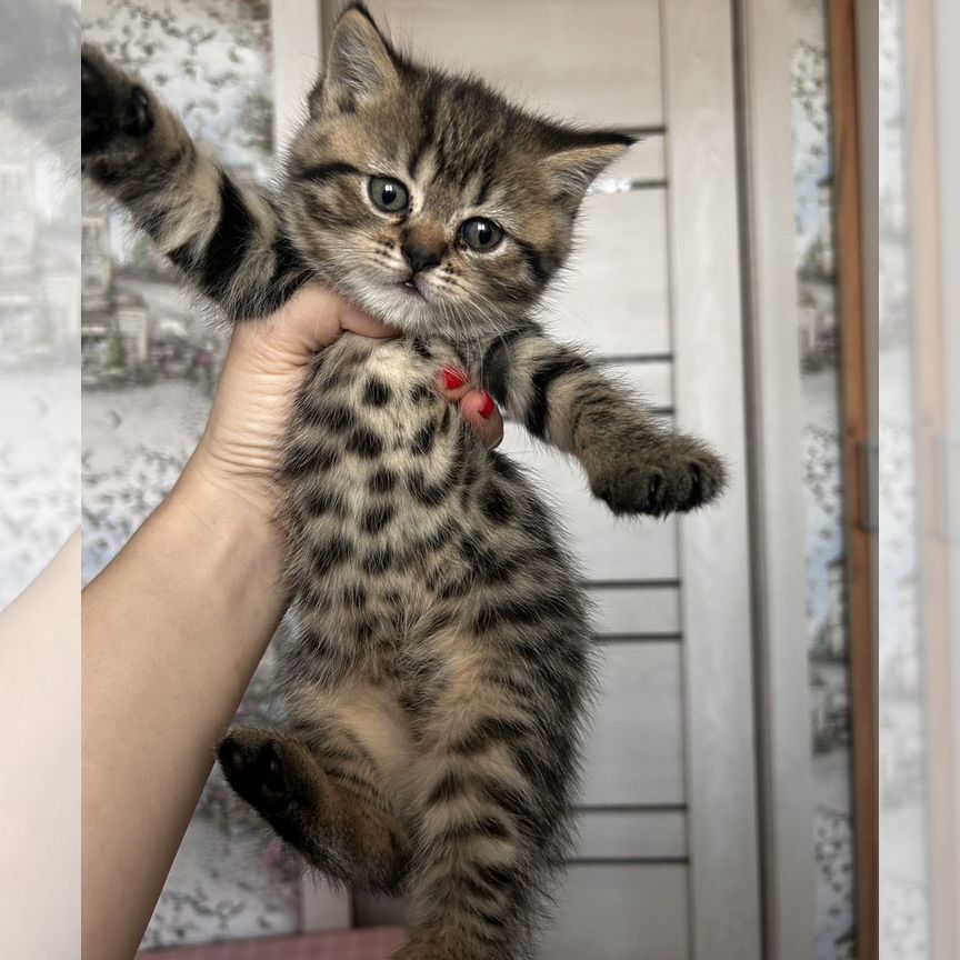Шотландский прямоухий короткошёрстный котёнок