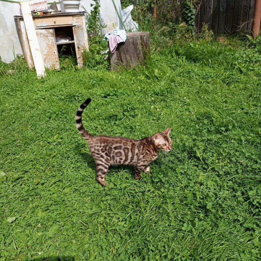 Бенгальские котята