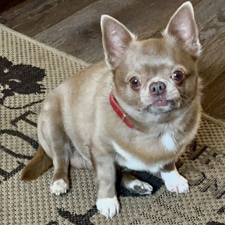 Титулованый взрослый кобель в Совлодение