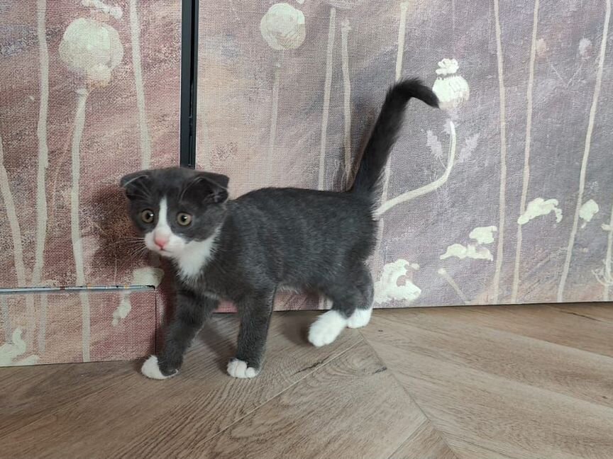 Отдам котенка в добрые руки