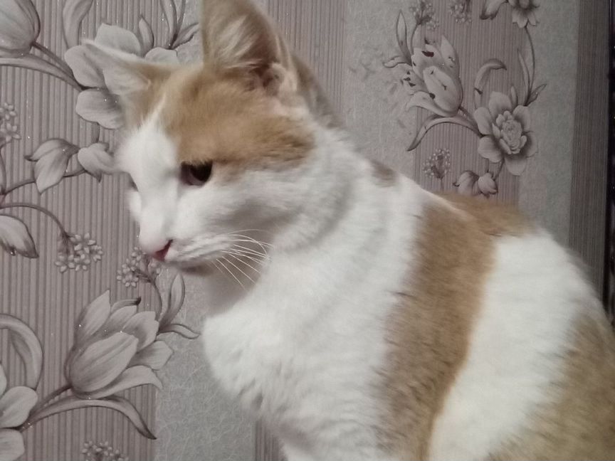 Домашний рыжий кот