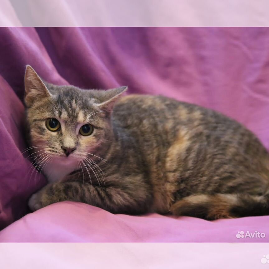 2 кошечки бесплатно