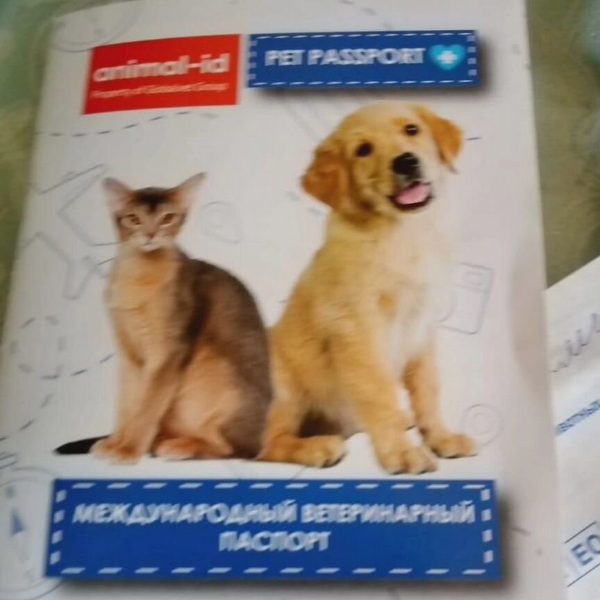 Щенки мальтезе мальчики