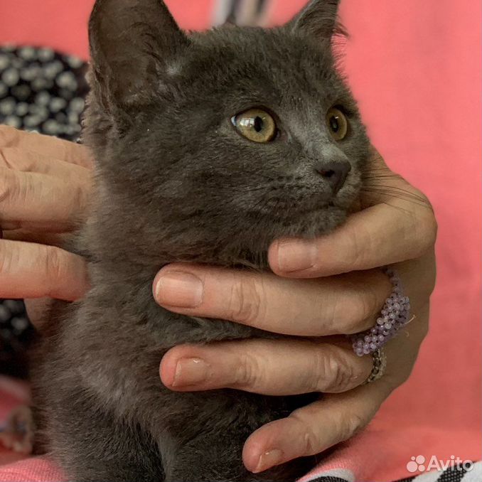 Котята русская голубая