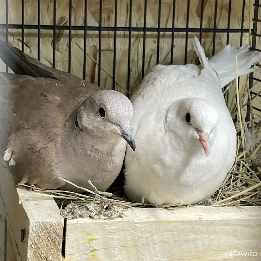 Горлицы смеющиеся египетские