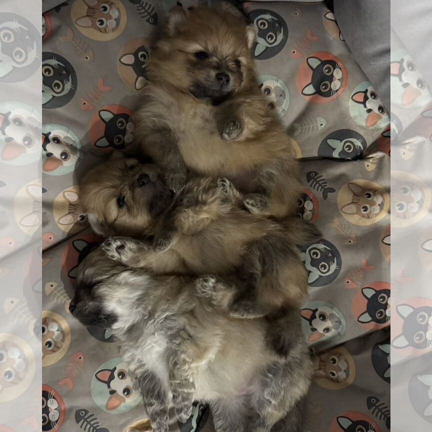 Малыши щпица