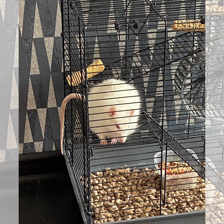 Клетка для грызунов