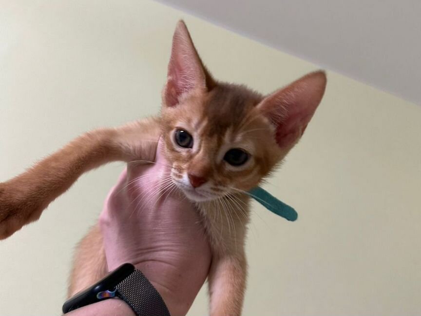 Абиссинские котята
