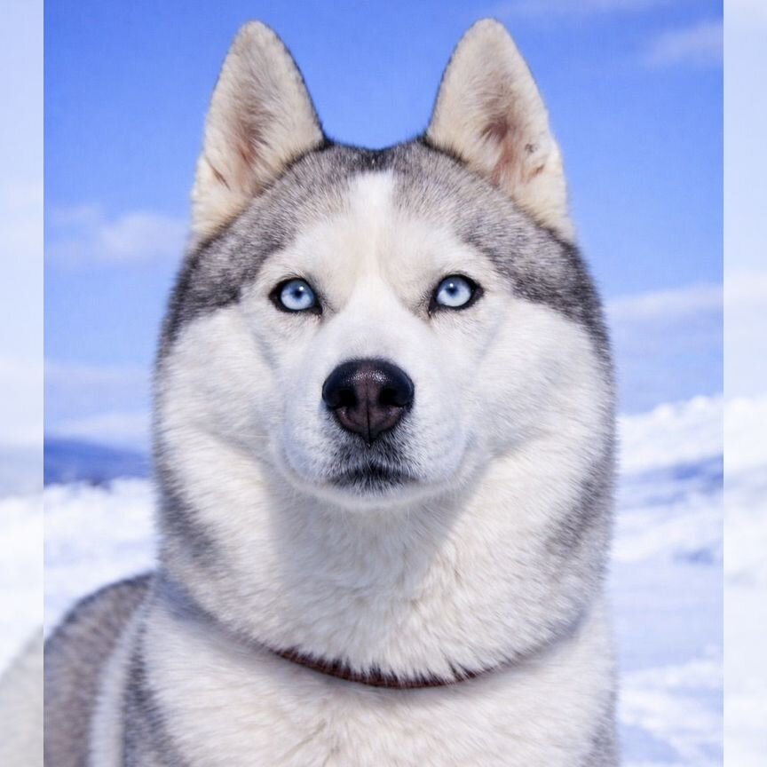 Сибирский хаски, взрослая собака