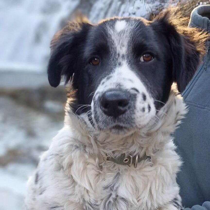 Сырок Мальчик коротколапик окрас мерль