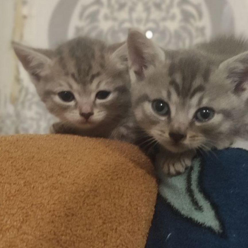 Кошечки ищут дом