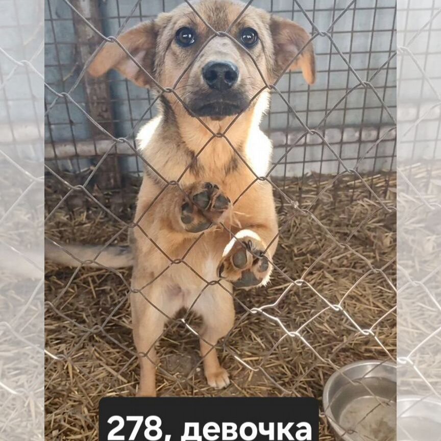 Взрослая собака в добрые руки