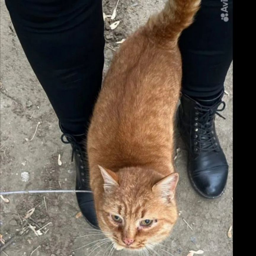 Котик Рыжулька. На улице. Никому не нужен