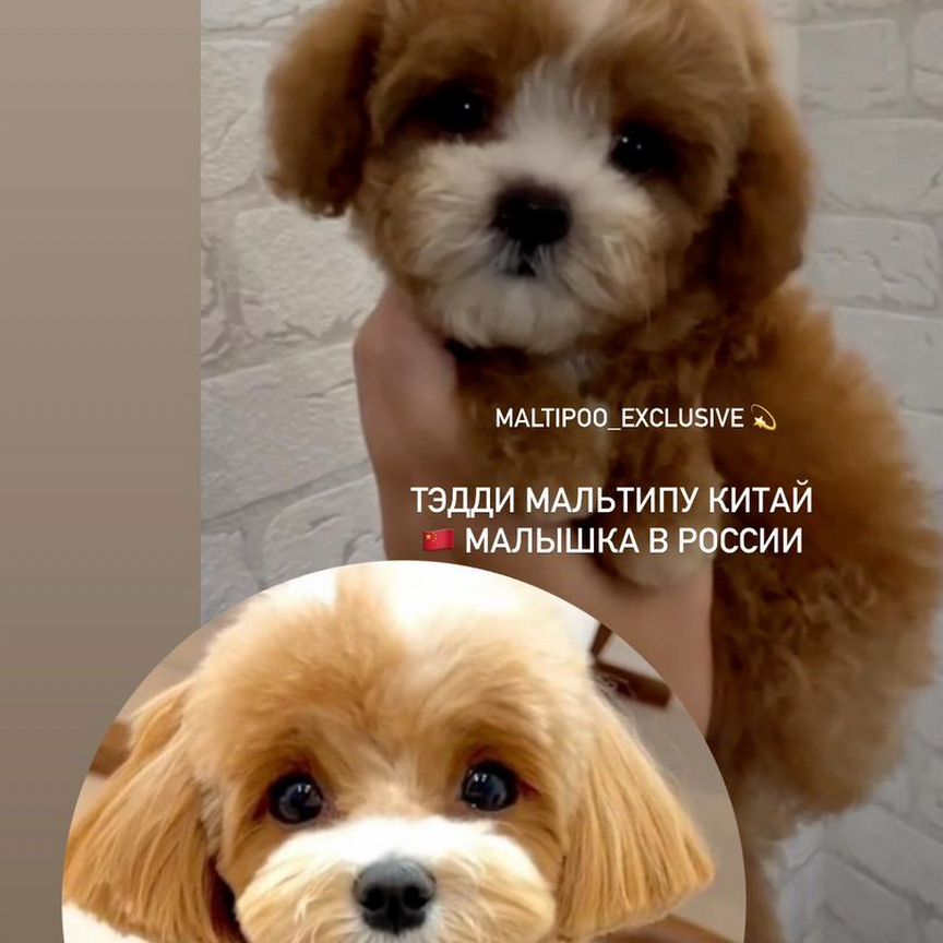 Мальтипу Эксклюзив Китай. В России