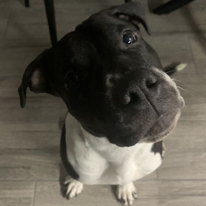 Американский стаффордширский терьер, взрослая собака