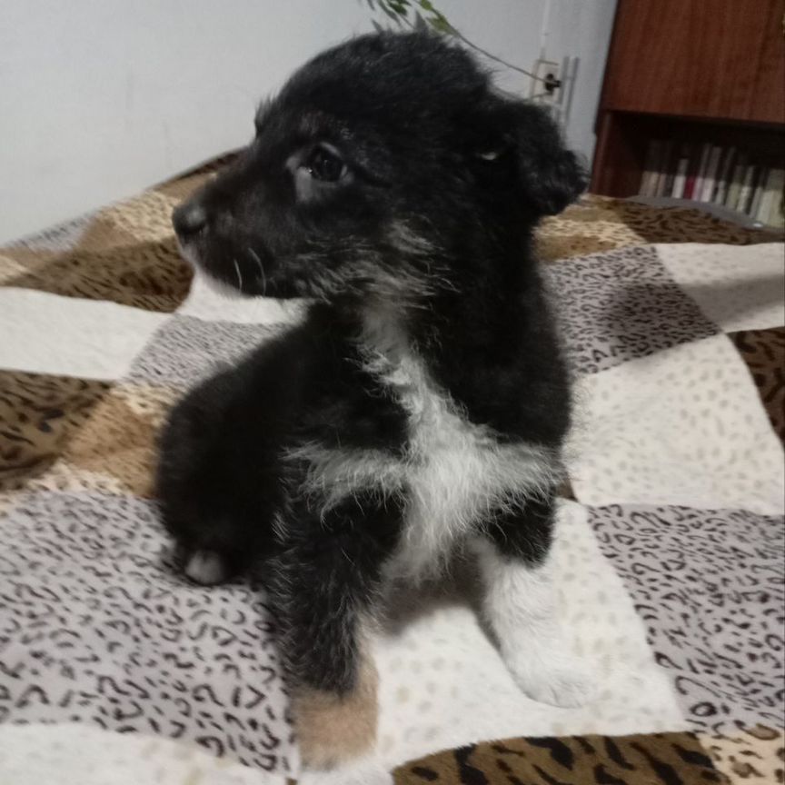 Щенок в добрые руки