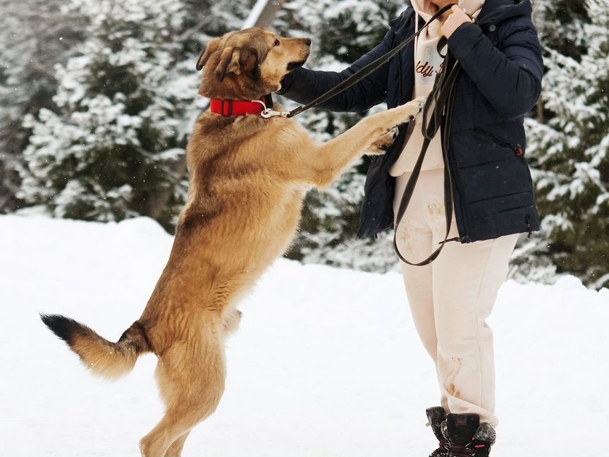 Собака в добрые руки