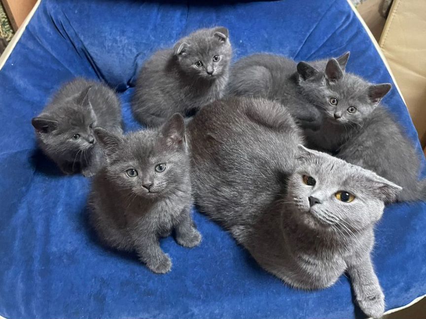 Шотландские вислоухие котята