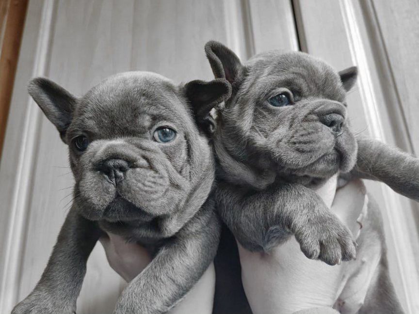 Щенки французкого бульдога