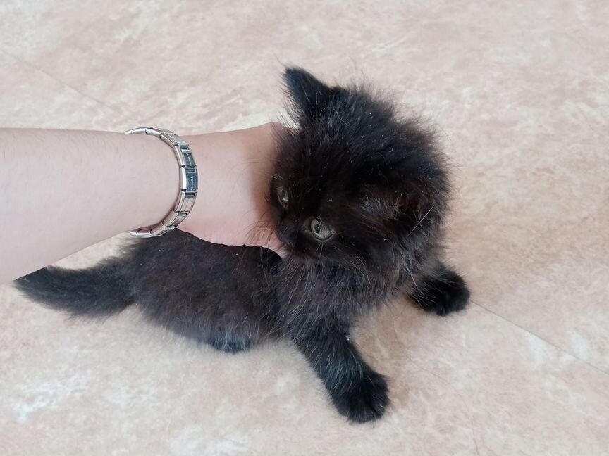 Отдадим котёнка в добрые руки