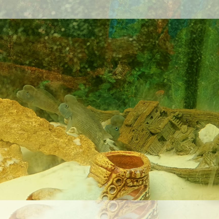 Львиноголовые цихлиды