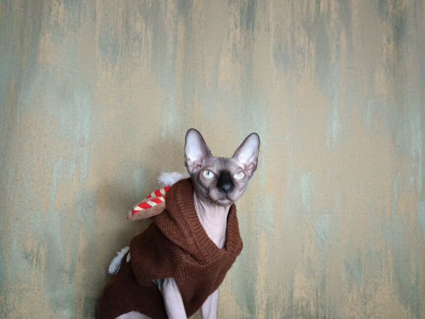 Котенок мальчик Канадский сфинкс