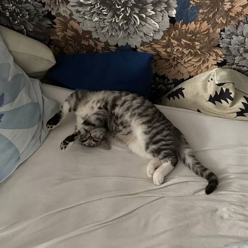 Кошечка в добрые руки