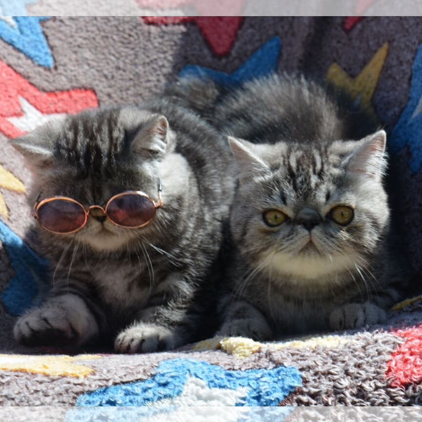 Экзотические котята