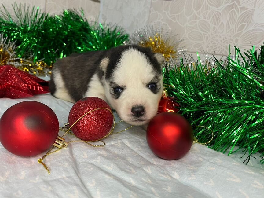 Щенки Помски f3